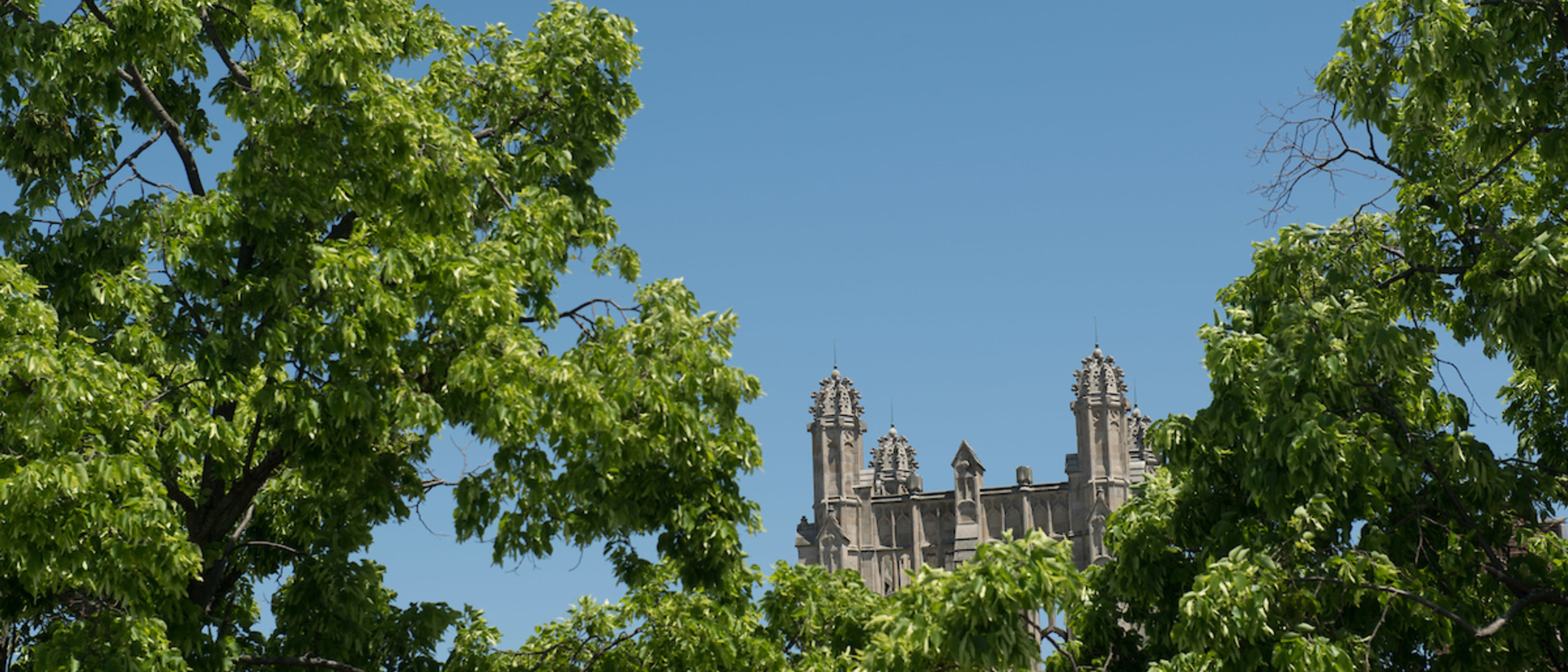 Iowa City, UI continues to remove ash tree population | Facilities ...